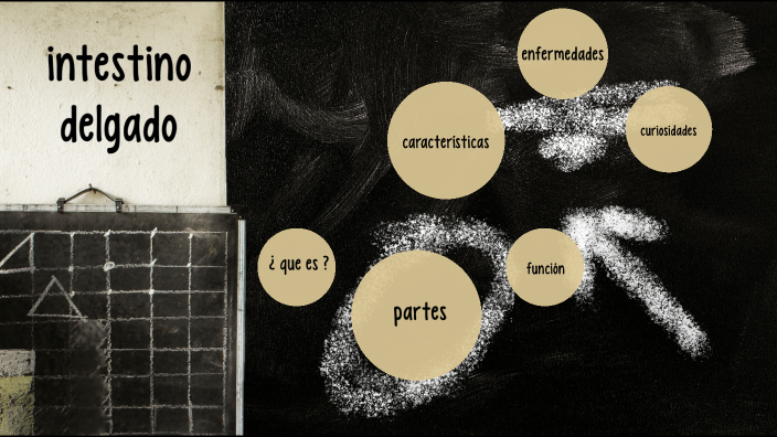 intestino delgado by angie infante on Prezi