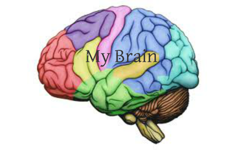 My brain by sunny preisler on Prezi