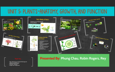UNIT 5: PLANTS-ANATOMY, GROWTH, AND FUNCTION by Alice Lee on Prezi