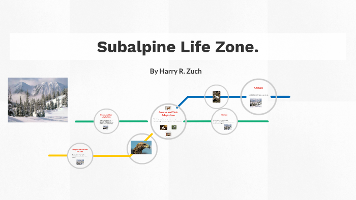 Subalpine Life Zone by Lauren Beatty on Prezi