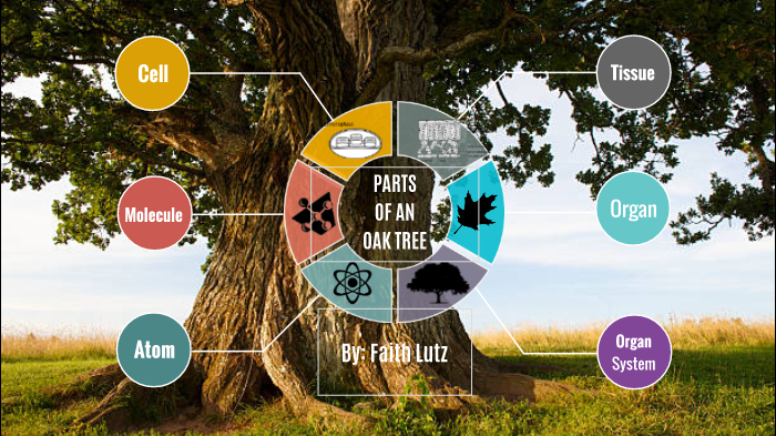Parts of an Oak Tree by Faith Lutz on Prezi
