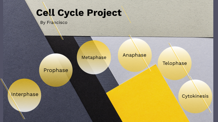 Cell cycle project by Francisco Lopez on Prezi