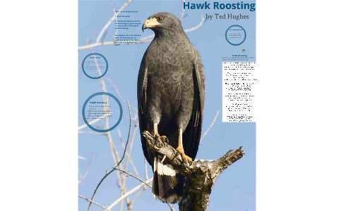 Hawk Roosting by Ted Hughes by D Prince on Prezi