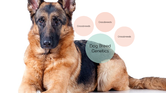 Dog Breed Genetics by Miranda Beech on Prezi
