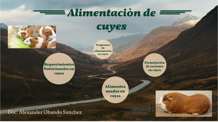 ALIMENTACIÒN DE CUYES by ALEXANDER OBANDO SANCHEZ on Prezi