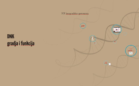 DNK gradja i funkcije by tatjana Milovanovic on Prezi