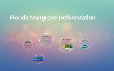Florida Mangrove Deforestation by Aimee Santana on Prezi