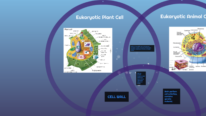 Cell Project by Elias Kim on Prezi