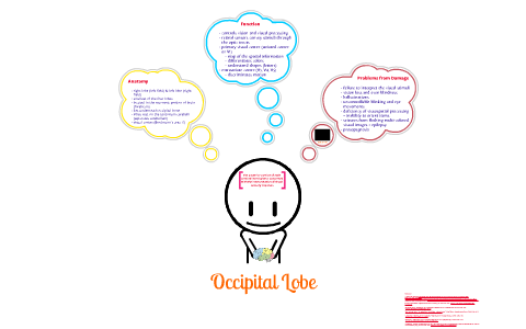 Occipital Lobe by Hailey Oliff on Prezi