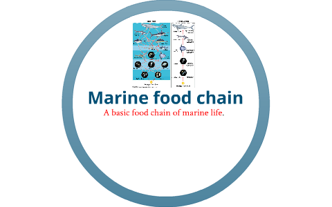 Food chain of marine life by Tom Phillips on Prezi