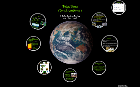Taiga Biome Project by Celine Powell on Prezi