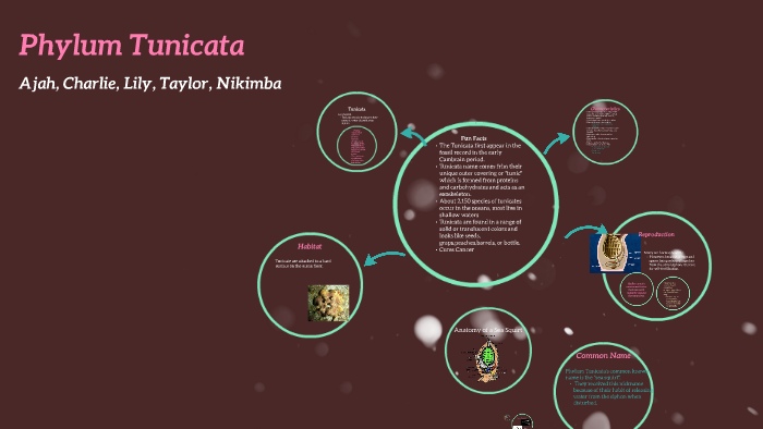 Phylum Tunicata by