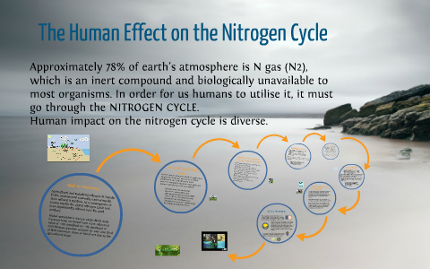 The Human Effect on the Nitrogen Cycle by Ceferina Gianne on Prezi