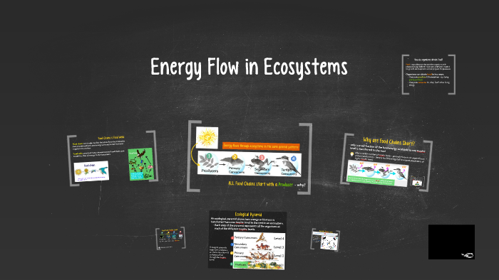 Energy Flow in Ecosystems by Brian Miller on Prezi