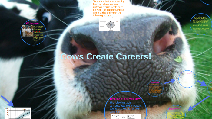 Cows Create Careers by Vanessa Kuhn on Prezi