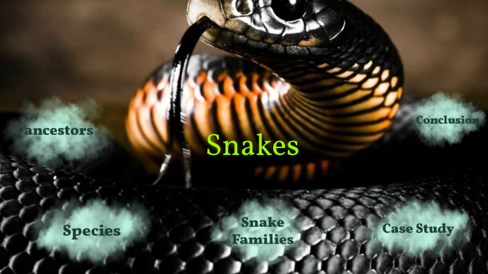 Snakes by sara gu on Prezi