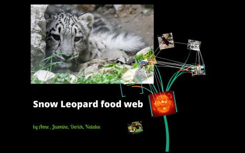Snow Leopard Food Web by anne palmer on Prezi