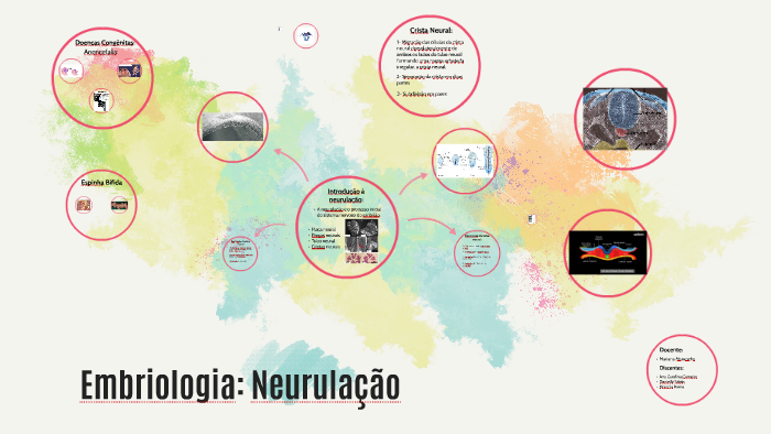 Embriologia: Neurulação by Danielly Costa on Prezi