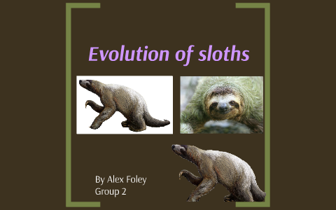 Evolution of sloths by lexi foley on Prezi