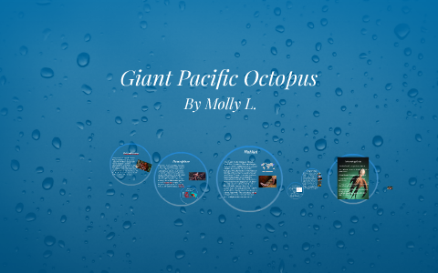 Giant Pacific Octopus by Molly L on Prezi