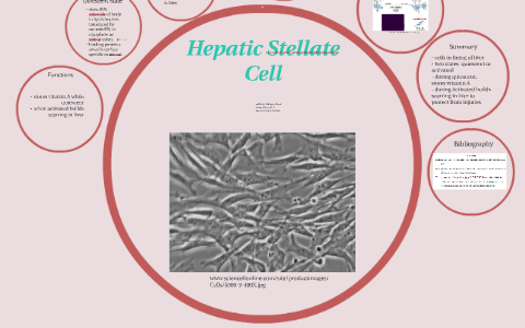Hepatic Stellate Cell by Anna Dickson on Prezi