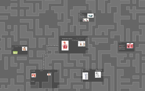 Lungs by Avianna Smith on Prezi