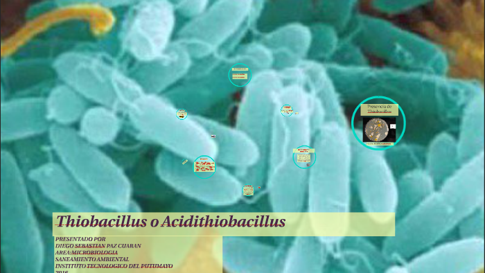 THIOBACILLUS O ACIDITHIOBACILLUS by on Prezi