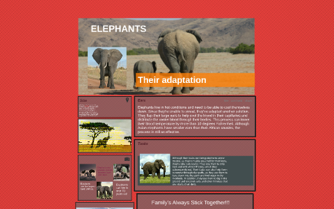Elephants Adaptation by Sienna Stone on Prezi