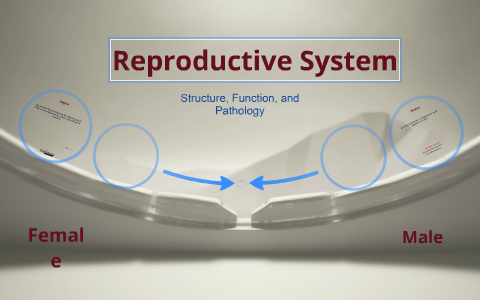 Reproductive System Project by Ashley Seymour on Prezi