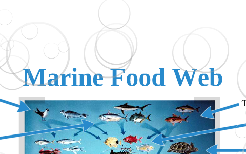 Marine Food Web by Amber Yokubaitis on Prezi