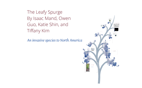 The Leafy Spurge by Owen Guo