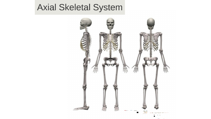 Axial Skeletal System by Engers Fernandez on Prezi