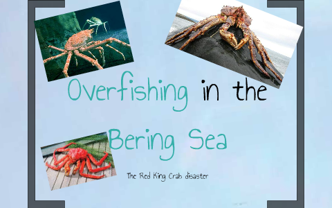 Overfishing the Alaskan King Crab by Leah Taylor on Prezi