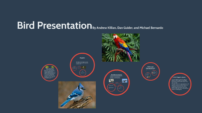 Bird Presentation by Andrew Killian on Prezi