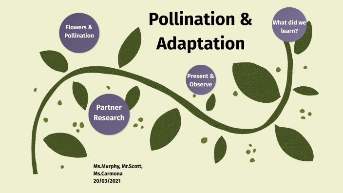 Pollination and Adaptation by Grace Carmona on Prezi