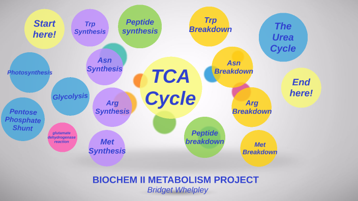 Biochem metabolism project by Bridget Whelpley on Prezi