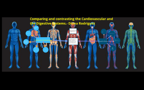 Digestive and Cardiovascular System Comparing and Contrasting by Diana ...