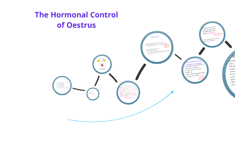 Hormonal Control of Oestrus by georgia smith on Prezi