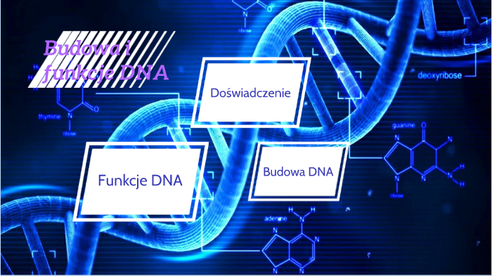 Budowa i funkcje DNA by Małgorzata Gierlicka on Prezi