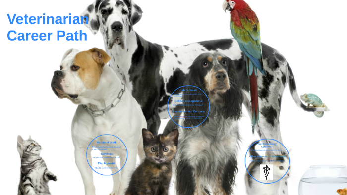 Veterinarian Career Path by Lacey Harrell on Prezi