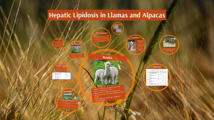 Hepatic Lipidosis in Llamas and Alpacas by Kendra Fleming on Prezi