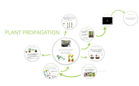 SBI3U - Artificial Methods of Vegetative Propagation by David Corcoran ...