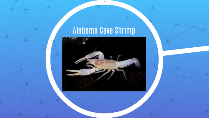 Alabama Cave Shrimp by Evie E.
