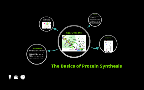 Protein Synthesis Basics by Megan Peters on Prezi