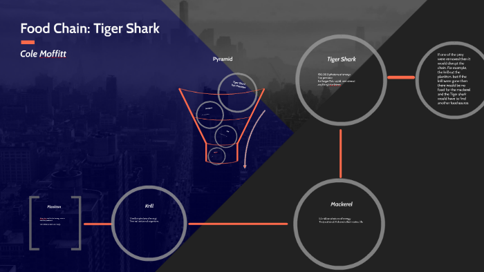 Food Chain: Tiger Shark by Cole Moffitt