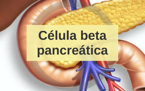 Célula Beta Pancreática by Gerardo Perez on Prezi