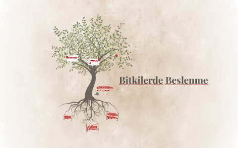 Bitkilerde Beslenme by Feride Akkaş on Prezi