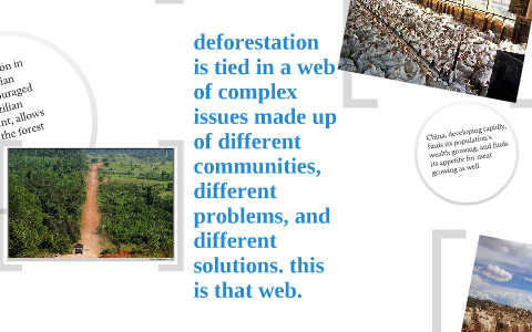 web of deforestation by Jenny Li on Prezi