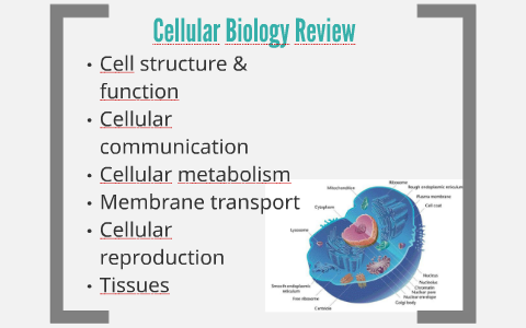Cell Biology Review by Ashleigh Clarke on Prezi