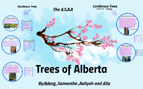 Trees of Alberta by Adeng wol on Prezi